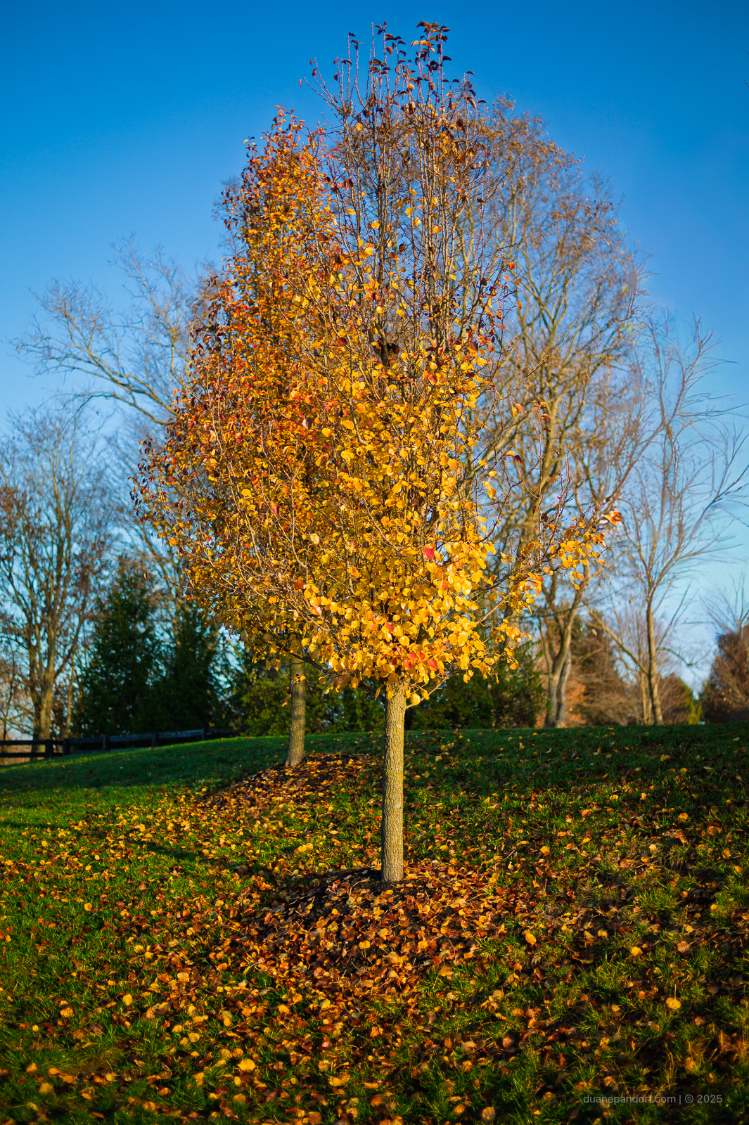 The End of Autumn – Duane Pandorf Photography